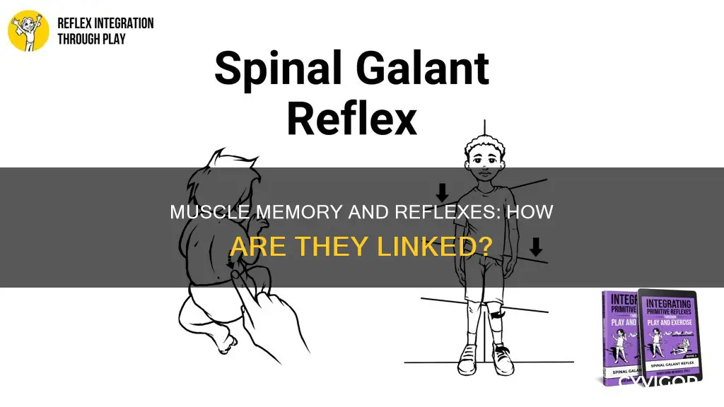 Muscle Memory And Reflexes: How Are They Linked? | CyVigor
