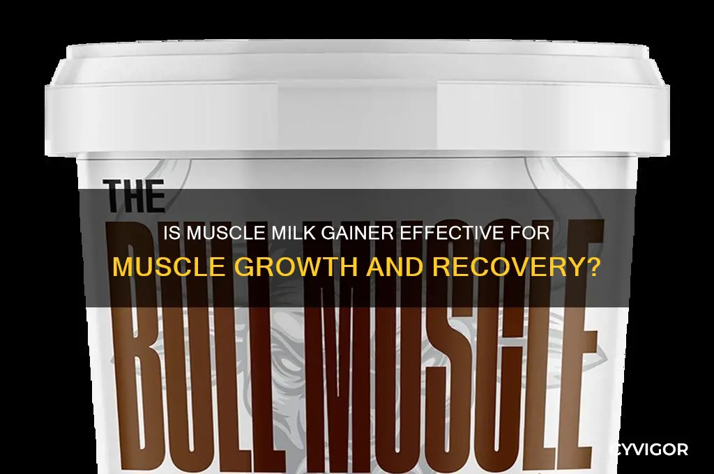 Is Muscle Milk Gainer Effective For Muscle Growth And Recovery? | CyVigor