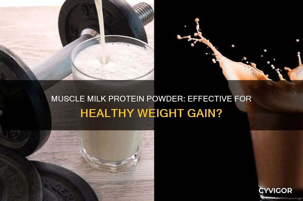 Muscle Milk Protein Powder: Effective For Healthy Weight Gain? | CyVigor