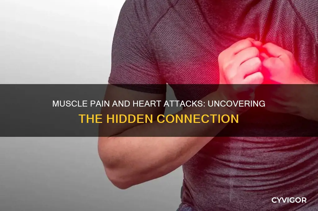 Muscle Pain And Heart Attacks: Uncovering The Hidden Connection | CyVigor