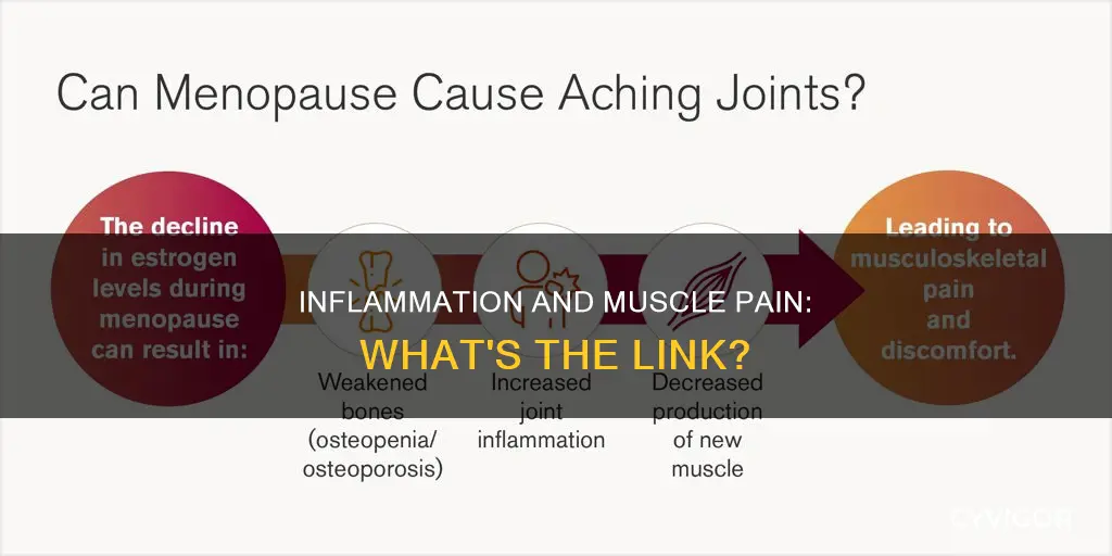 Inflammation And Muscle Pain: What's The Link? | CyVigor