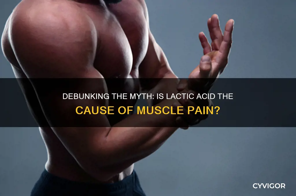 Debunking The Myth: Is Lactic Acid The Cause Of Muscle Pain? | CyVigor