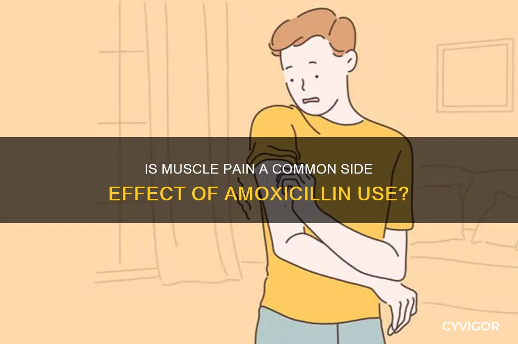 Is Muscle Pain A Common Side Effect Of Amoxicillin Use? | CyVigor