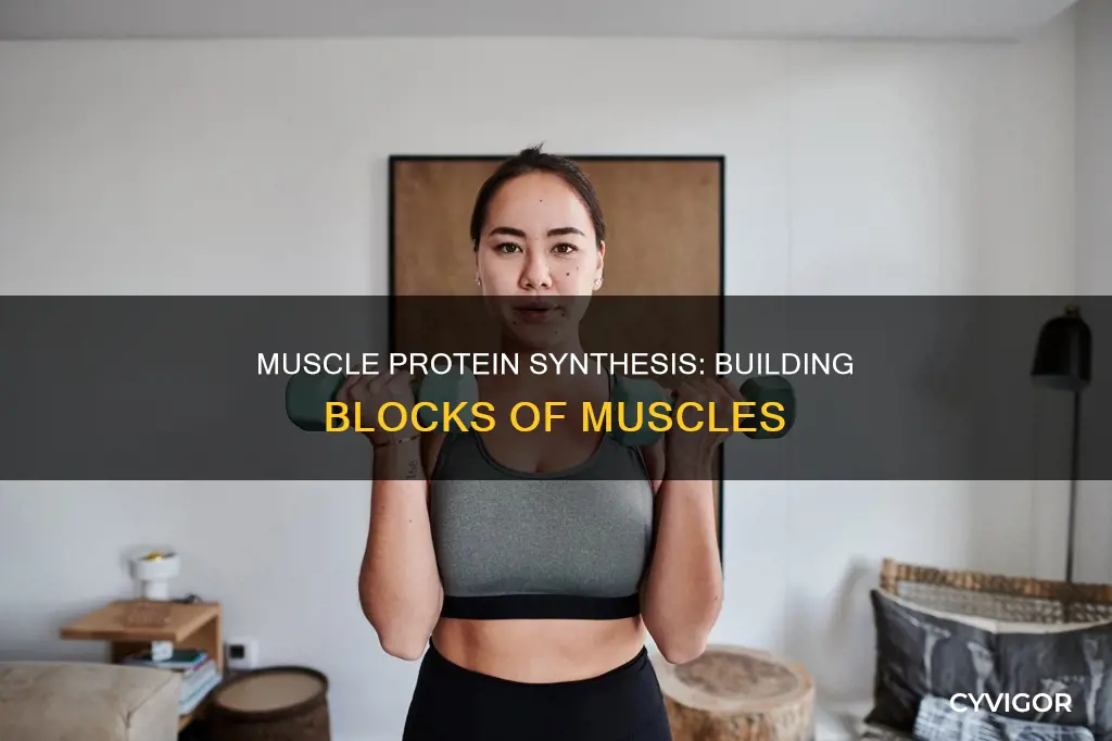 Muscle Protein Synthesis: Building Blocks Of Muscles | CyVigor
