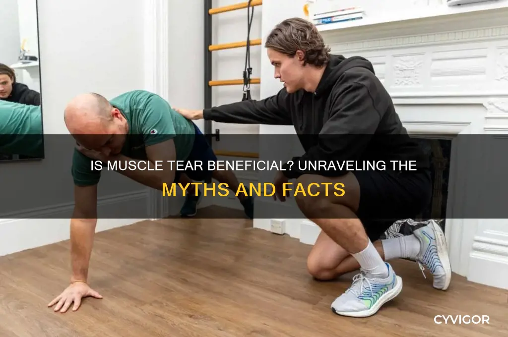 Is Muscle Tear Beneficial? Unraveling The Myths And Facts | CyVigor
