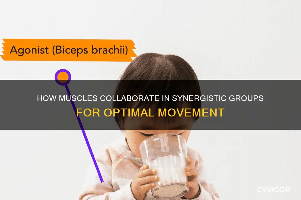 How Muscles Collaborate In Synergistic Groups For Optimal Movement ...
