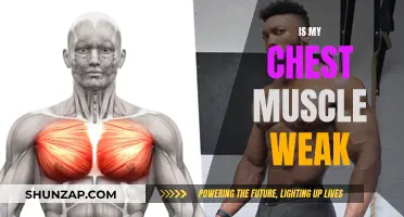 Myocytes: The Building Blocks Of Muscles Explained | CyVigor