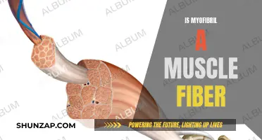 Myofiber And Muscle Fiber: What's The Difference? | CyVigor