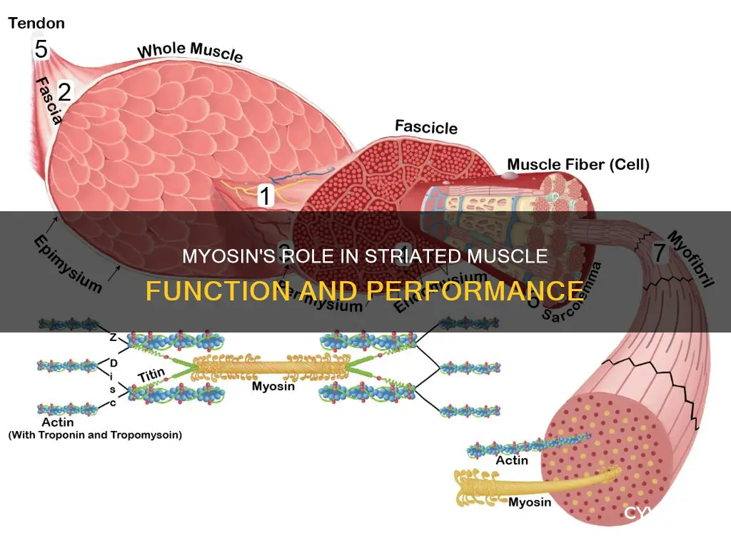 Myosin's Role In Striated Muscle Function And Performance | CyVigor