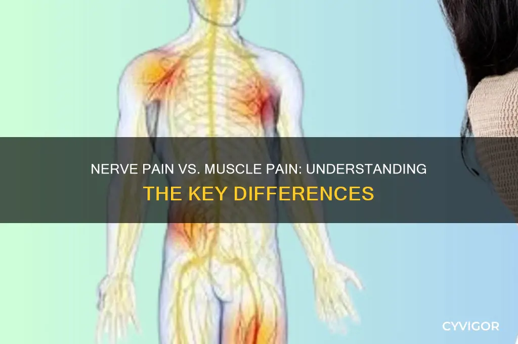Nerve Pain Vs. Muscle Pain: Understanding The Key Differences | CyVigor