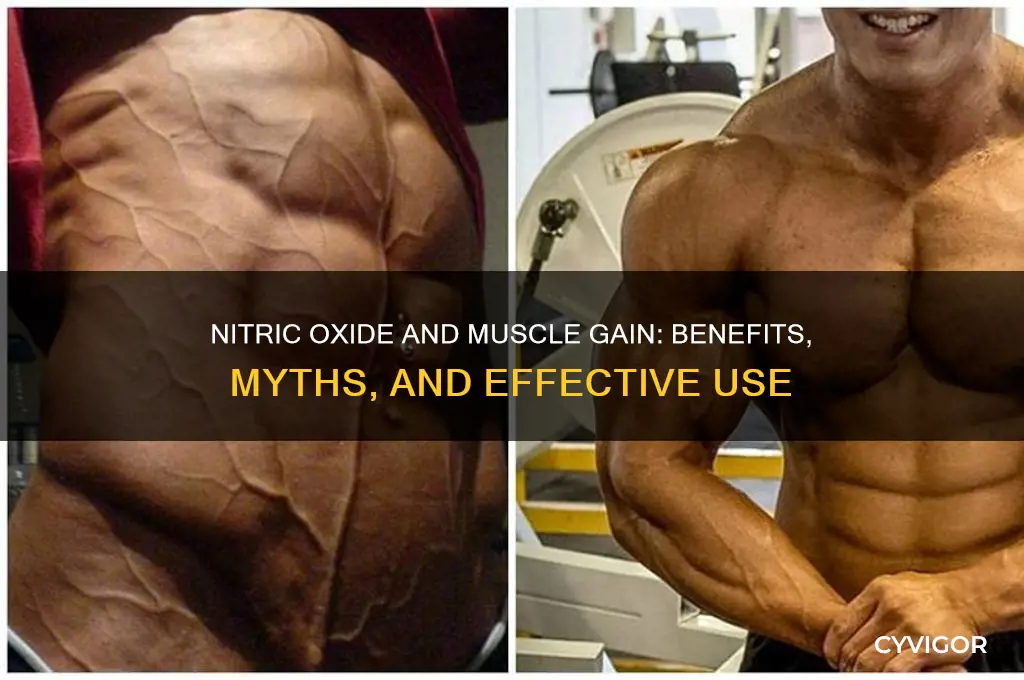 Nitric Oxide And Muscle Gain: Benefits, Myths, And Effective Use | CyVigor