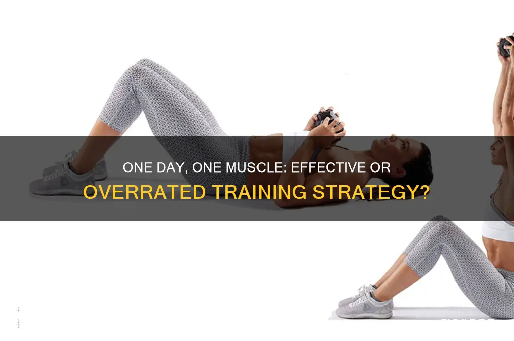 One Day, One Muscle: Effective Or Overrated Training Strategy? | CyVigor