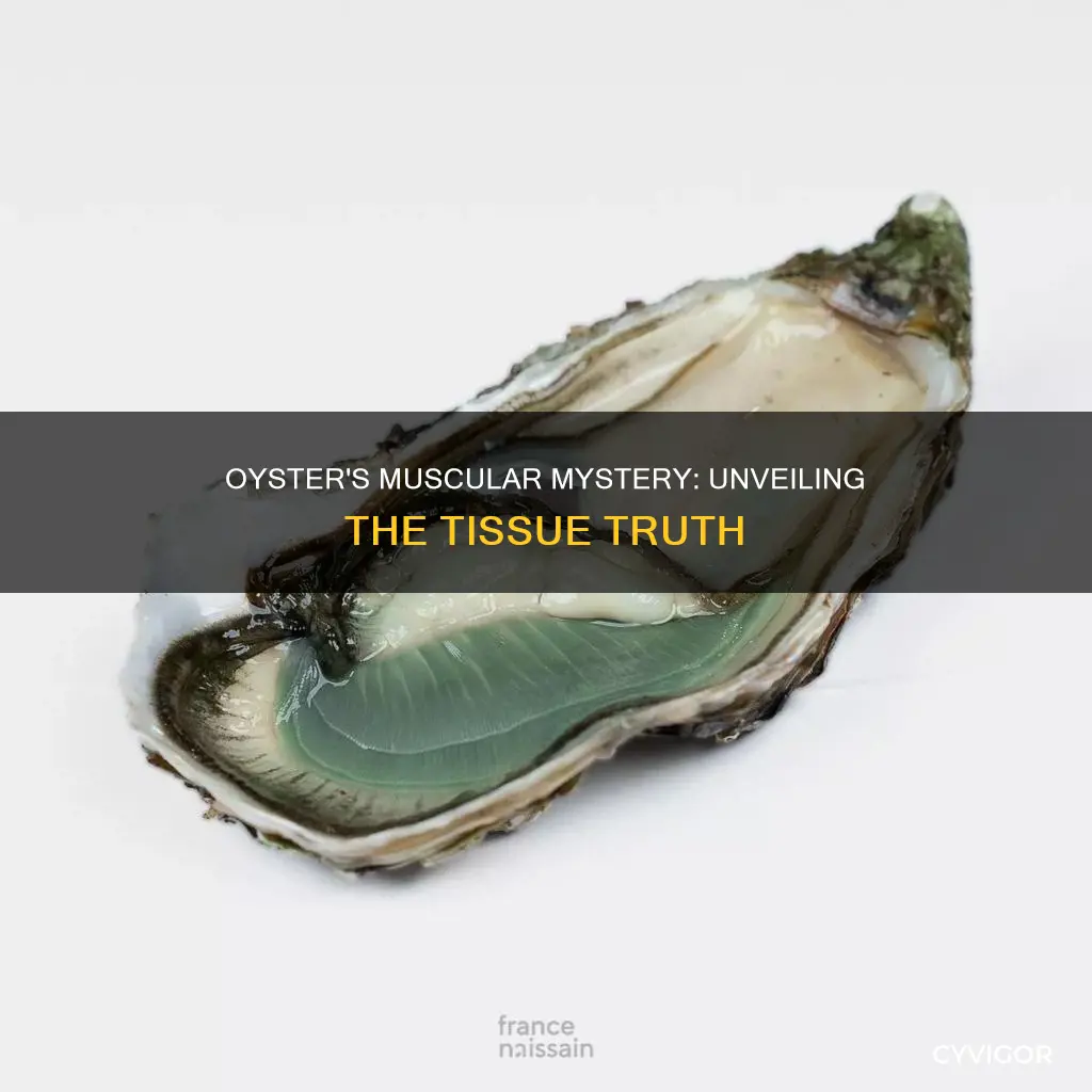 Oyster's Muscular Mystery: Unveiling The Tissue Truth | CyVigor