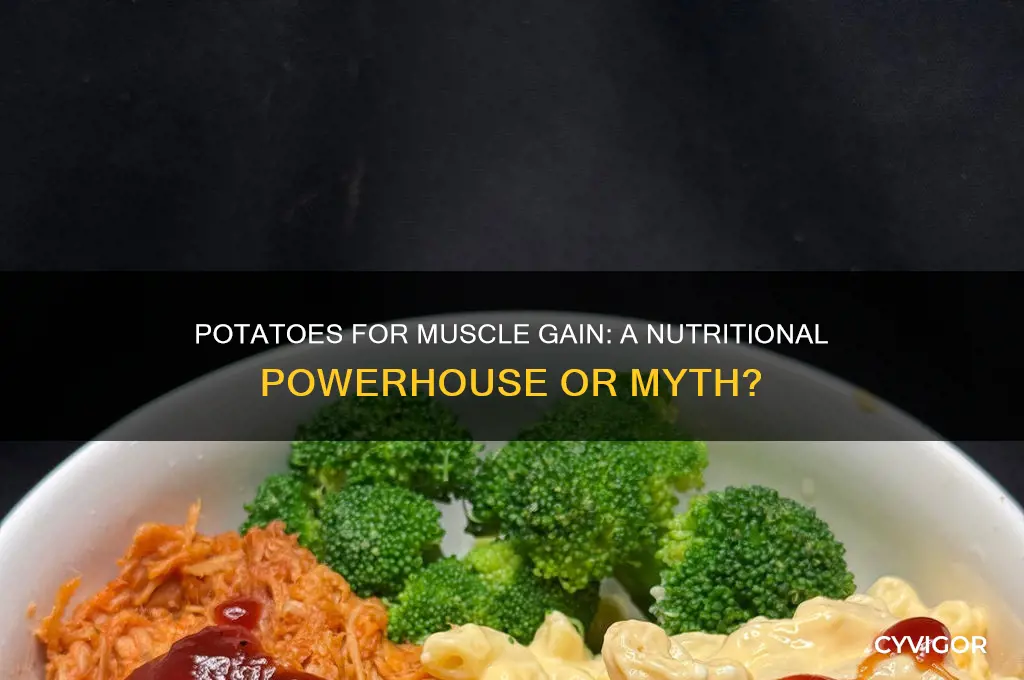 Potatoes For Muscle Gain: A Nutritional Powerhouse Or Myth? | CyVigor