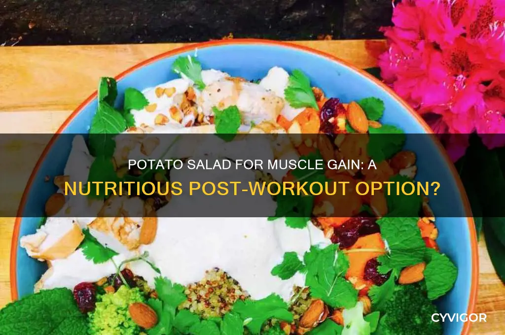 Potato Salad For Muscle Gain: A Nutritious Post-Workout Option? | CyVigor