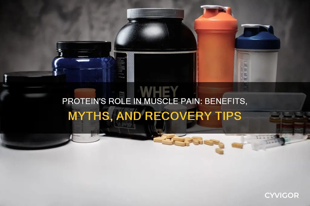 Protein's Role In Muscle Pain: Benefits, Myths, And Recovery Tips | CyVigor