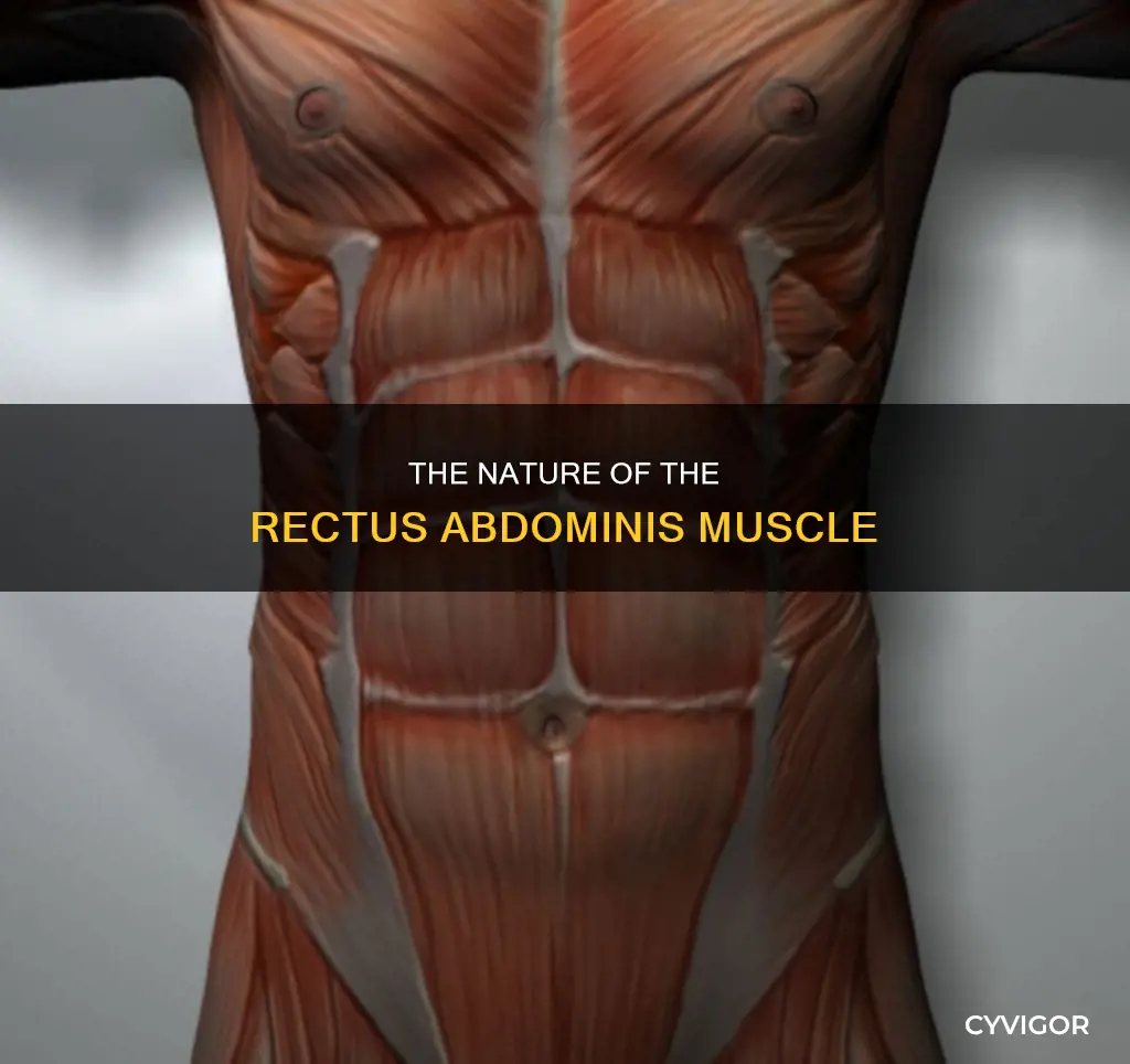 The Nature Of The Rectus Abdominis Muscle | CyVigor