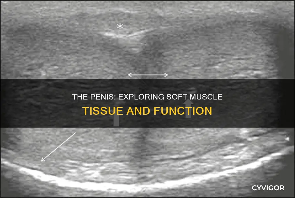The Penis: Exploring Soft Muscle Tissue And Function | CyVigor