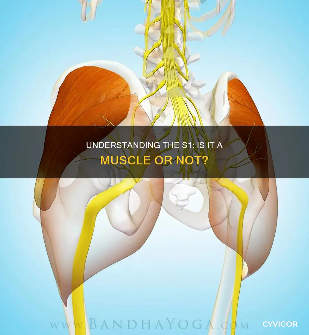 Understanding The S1: Is It A Muscle Or Not? | CyVigor