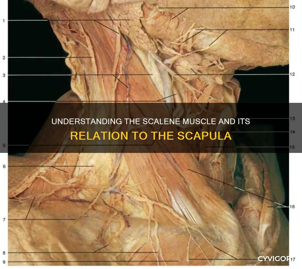 Understanding The Scalene Muscle And Its Relation To The Scapula | CyVigor