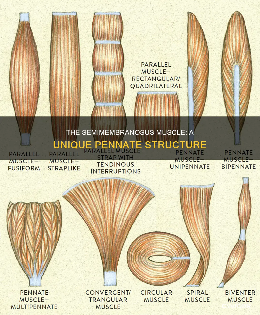 The Semimembranosus Muscle: A Unique Pennate Structure | CyVigor