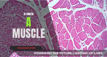 Skin And Muscle: What's The Connection? | CyVigor