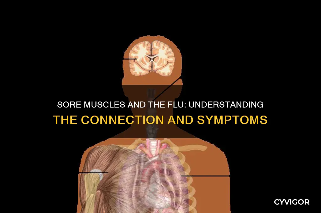 Sore Muscles And The Flu: Understanding The Connection And Symptoms ...