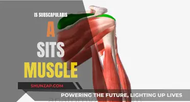 Tendon And Muscle: What's The Difference? | CyVigor
