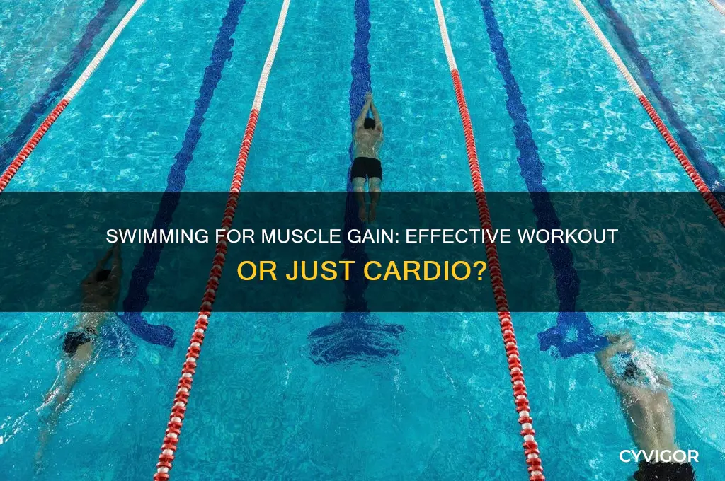 Swimming For Muscle Gain: Effective Workout Or Just Cardio? | CyVigor