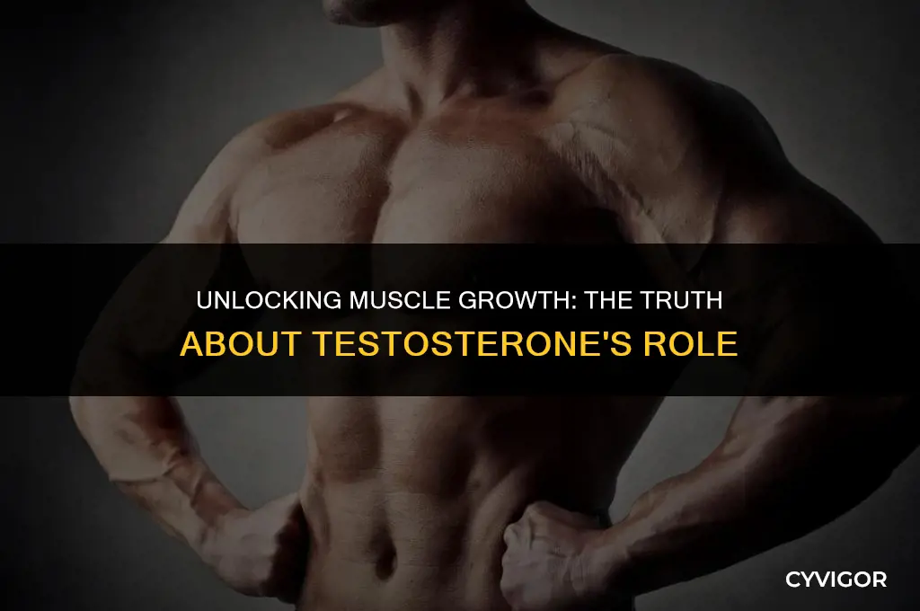 Unlocking Muscle Growth: The Truth About Testosterone's Role | CyVigor