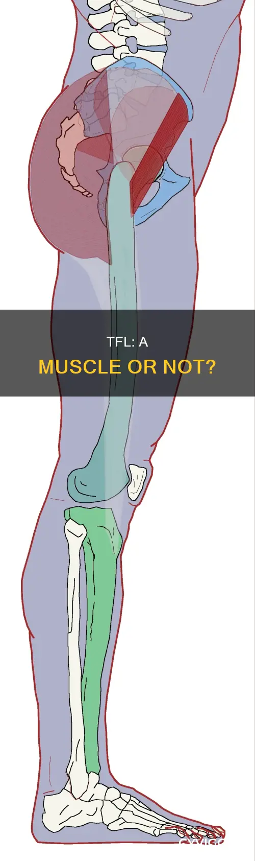 Tfl: A Muscle Or Not? | CyVigor