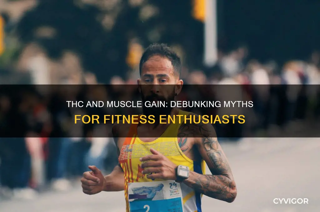 Thc And Muscle Gain: Debunking Myths For Fitness Enthusiasts | CyVigor