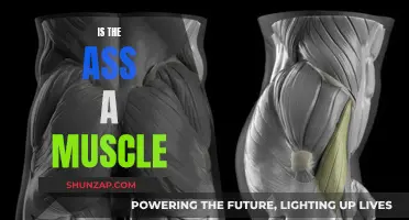 The Chest: A Complex Web Of Muscles And Tendons | CyVigor