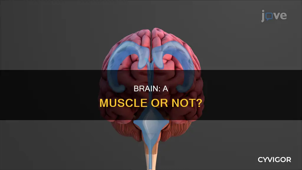 Brain: A Muscle Or Not? | CyVigor