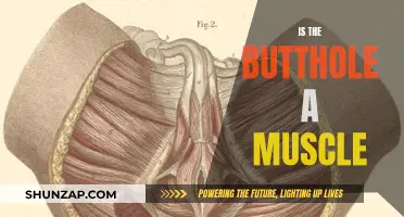 What's In A Buttock? Muscles, Bones, And More | CyVigor