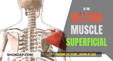 Understanding The Fascia: Unraveling Its Muscular Connections | CyVigor