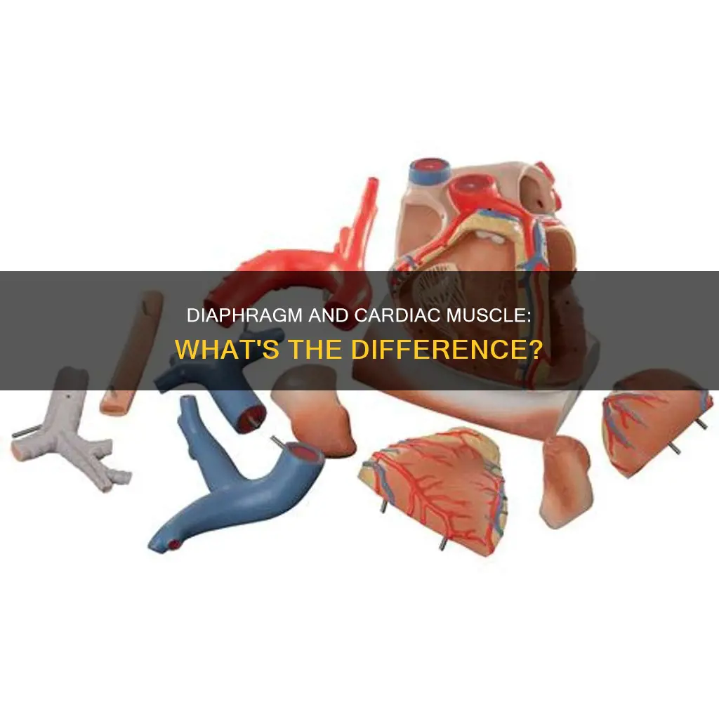 Diaphragm And Cardiac Muscle: What's The Difference? | CyVigor