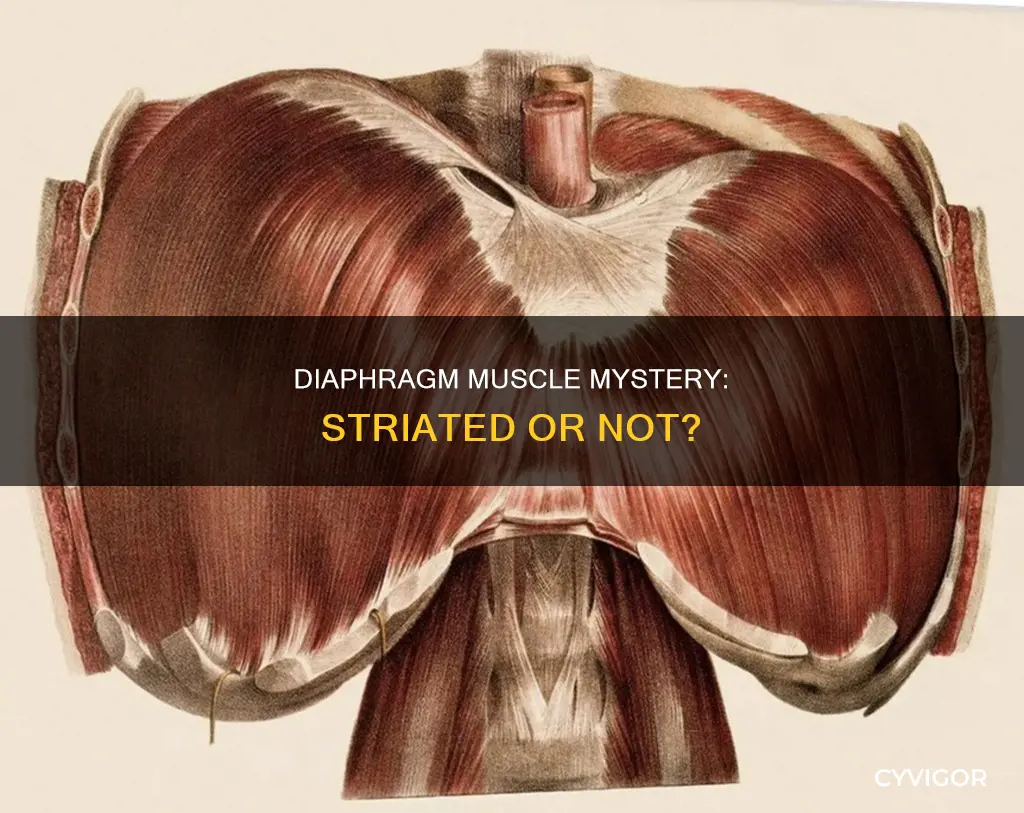 Diaphragm Muscle Mystery: Striated Or Not? | CyVigor