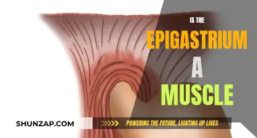 Deltoid Muscle: What You Need To Know | CyVigor