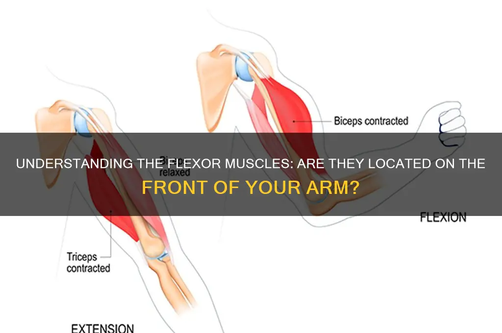 Understanding The Flexor Muscles: Are They Located On The Front Of Your ...