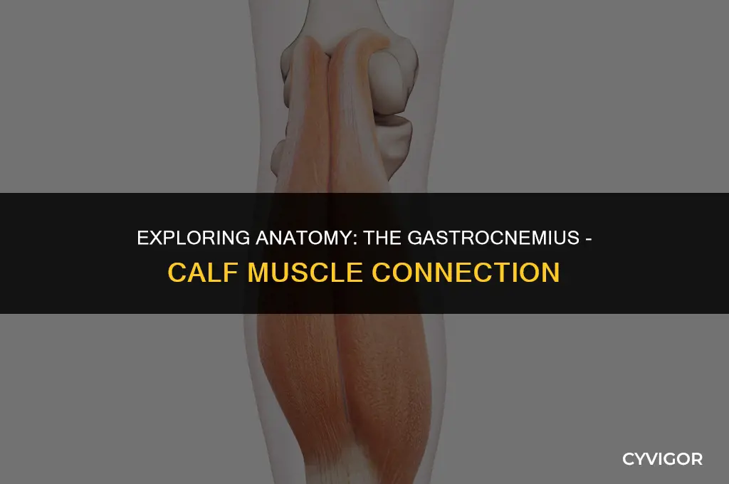 Exploring Anatomy: The Gastrocnemius - Calf Muscle Connection | CyVigor