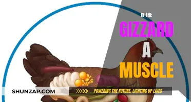 The Geniohyoid Muscle: A Key To Understanding The Human Body | CyVigor