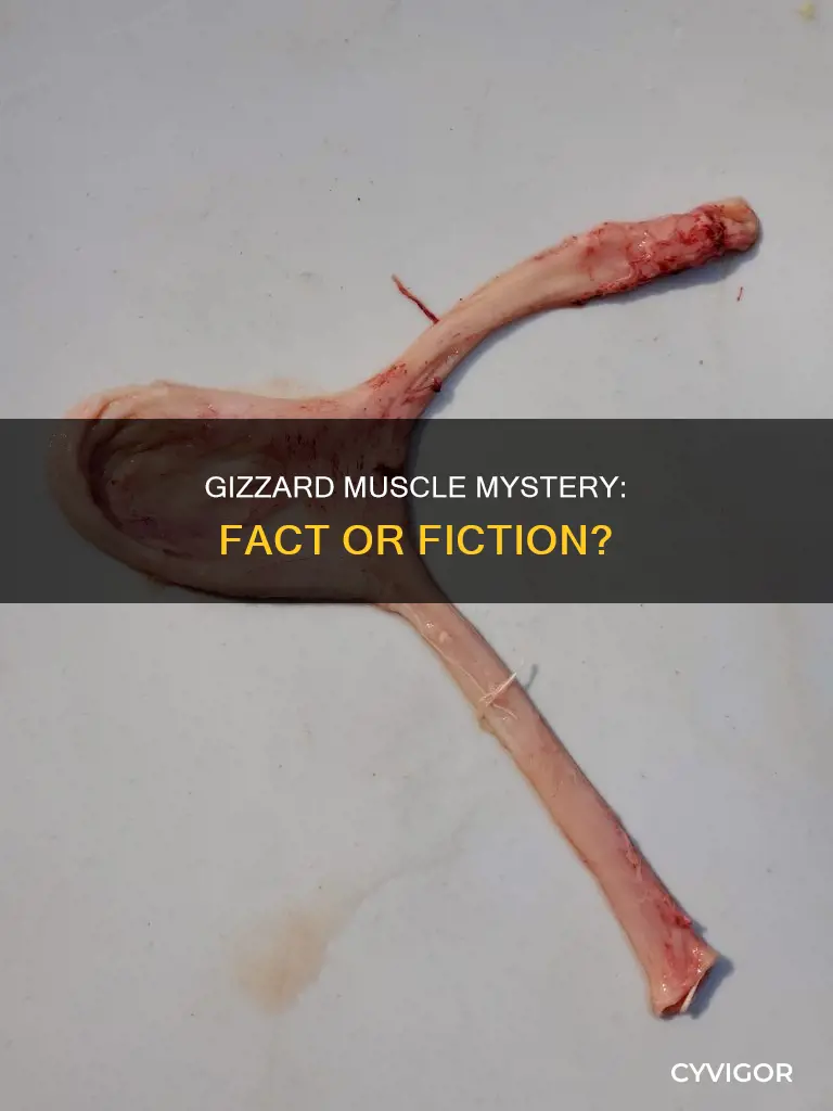 Gizzard Muscle Mystery: Fact Or Fiction? | CyVigor
