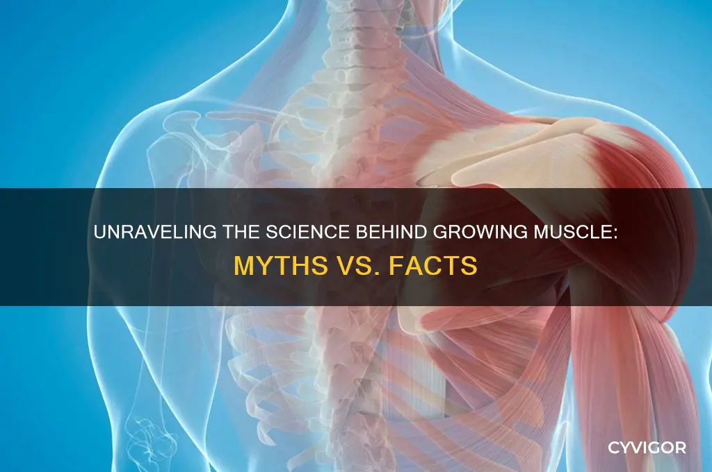 Unraveling The Science Behind Growing Muscle: Myths Vs. Facts | CyVigor