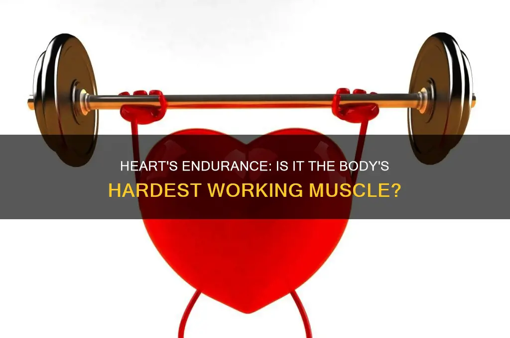 Heart's Endurance: Is It The Body's Hardest Working Muscle? | CyVigor