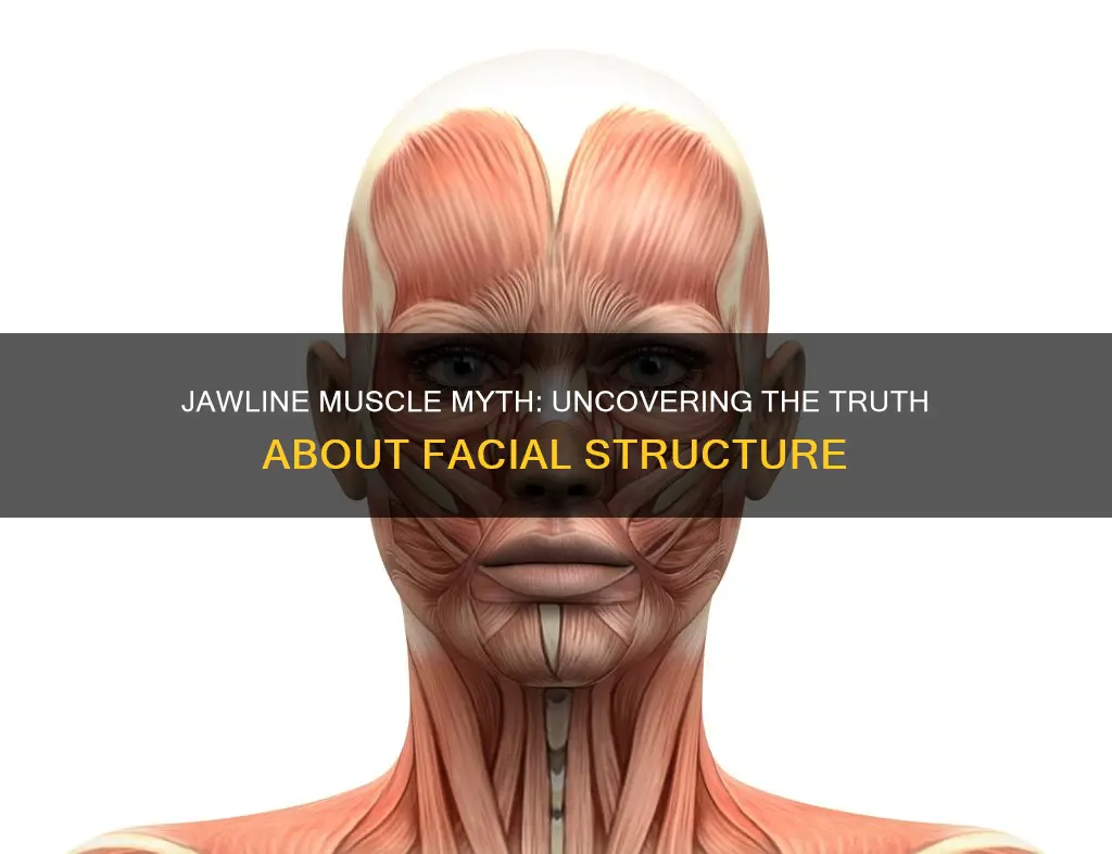 Jawline Muscle Myth: Uncovering The Truth About Facial Structure | CyVigor