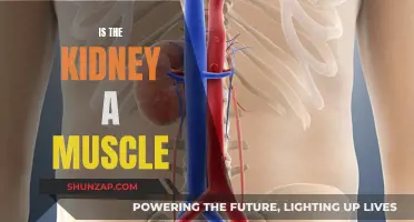 The Gooch: Exploring The Truth Behind This Anatomy | CyVigor