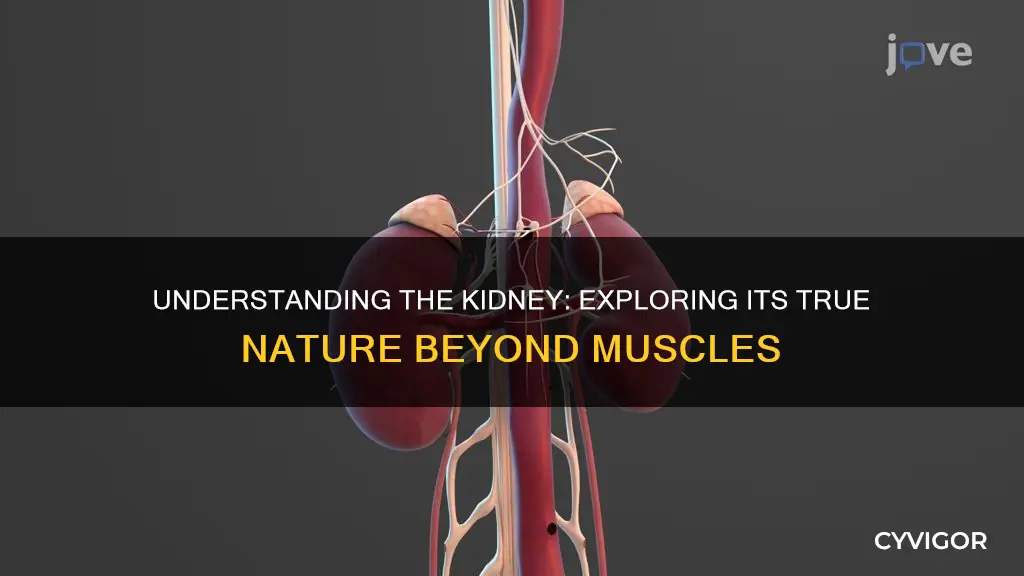 Understanding The Kidney: Exploring Its True Nature Beyond Muscles ...