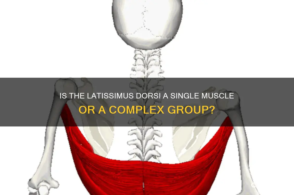 Is The Latissimus Dorsi A Single Muscle Or A Complex Group? | CyVigor