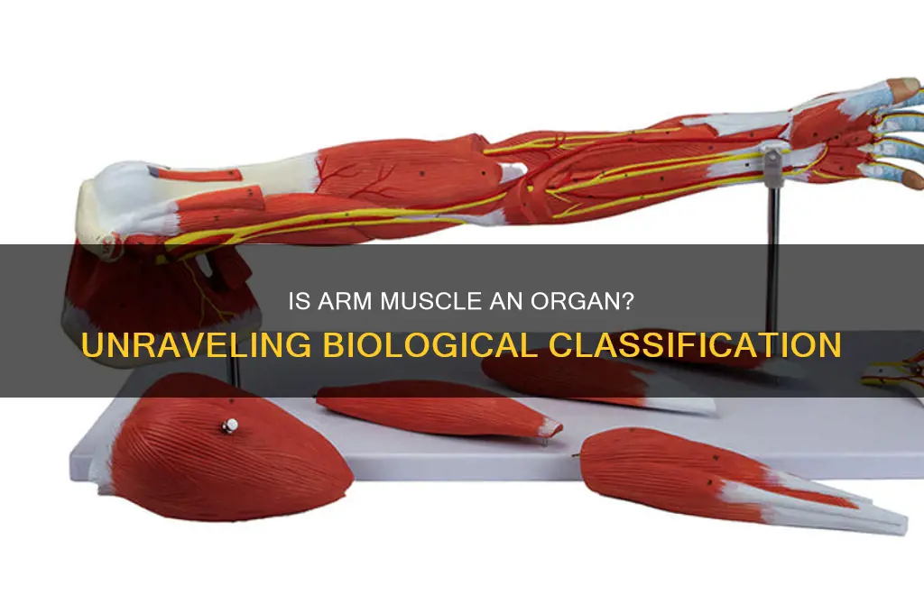 Is Arm Muscle An Organ? Unraveling Biological Classification | CyVigor